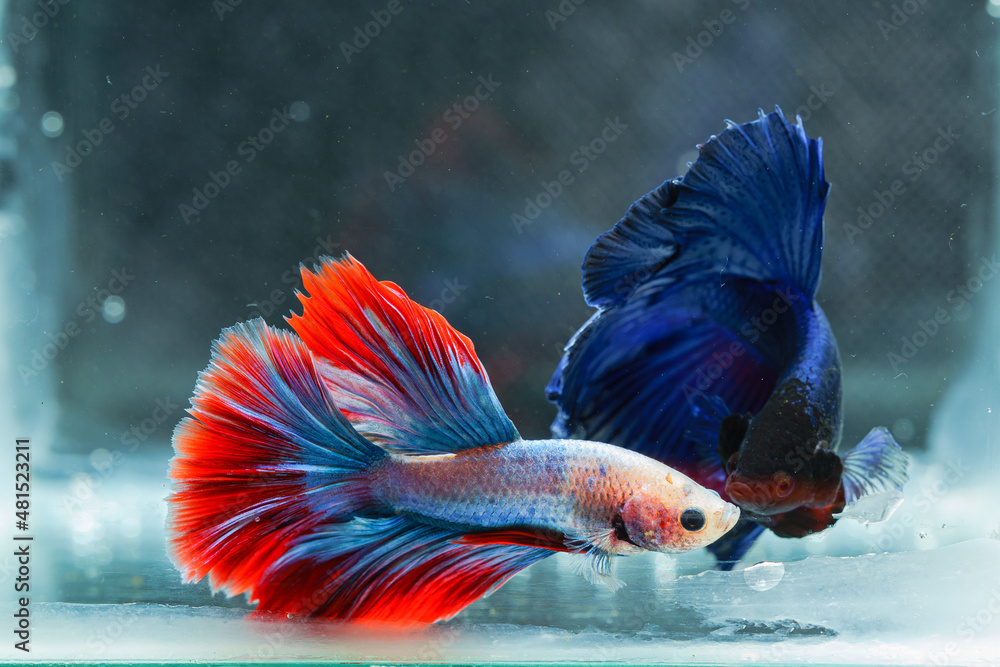beautiful little betta fish, betta fish on plain background Stock Photo ...