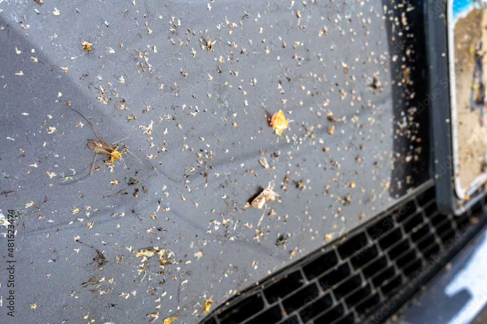 Selective focus on dead bugs splattered to the front grill and plates ...
