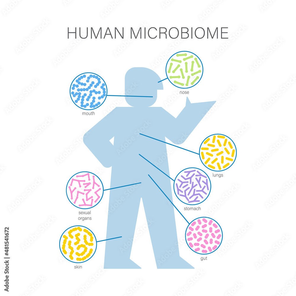 Gut microbiome concept. Human intestine microbiota with healthy ...