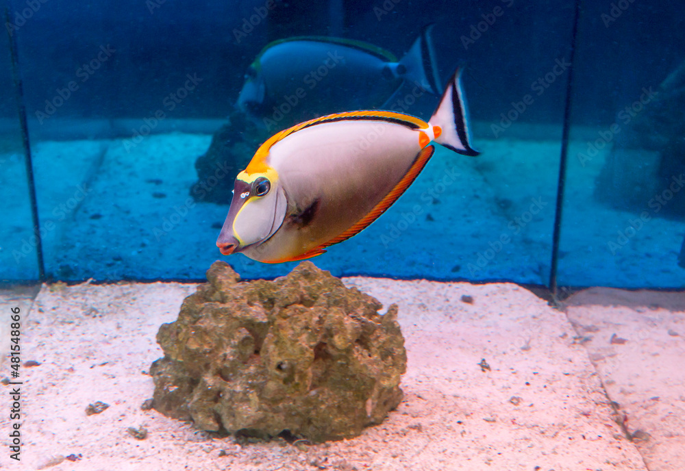 Surgeon fish Naso orange (Naso lituratus). The fish's muzzle is ...