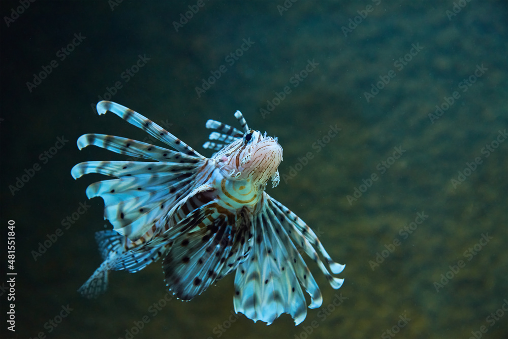 Sea fish in the deep, sea life Stock Photo | Adobe Stock