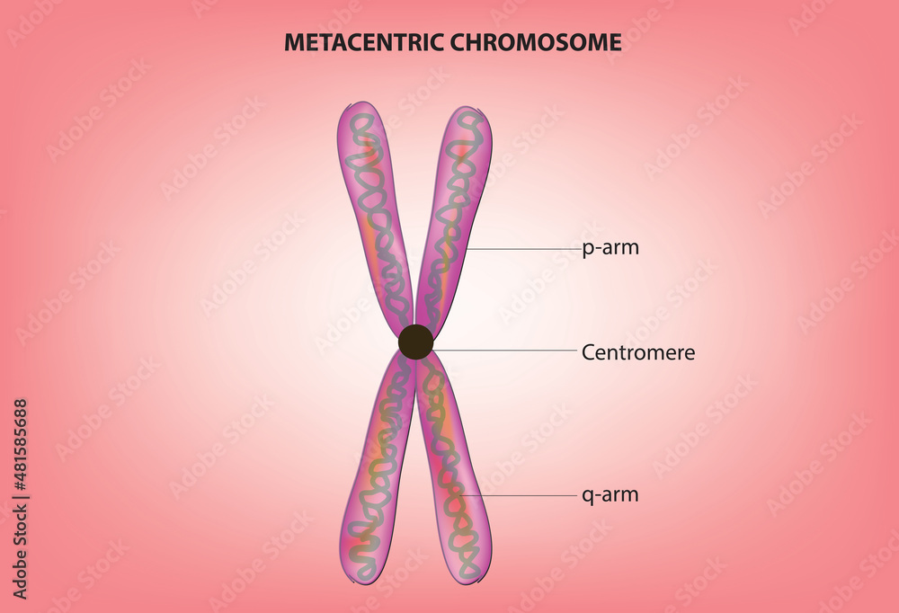 Metacentric chromosome structure Stock Vector | Adobe Stock