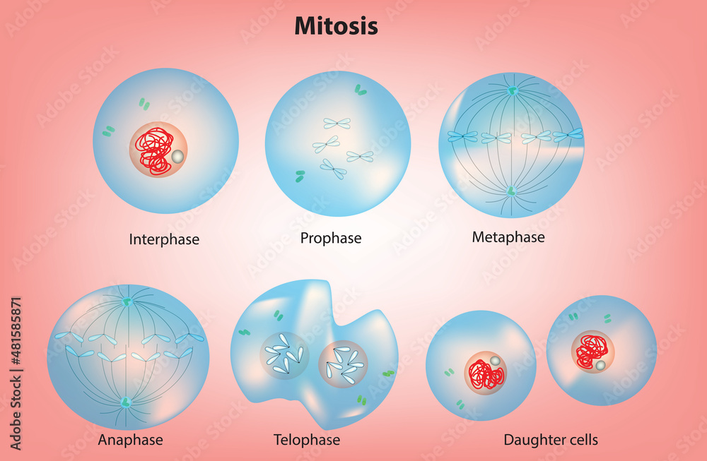 Vecteur Stock Mitosis A Process Where A Single Cell Divides Into Two Vecteur Stock Mitosis A Process Where A Single Cell Divides Into Two