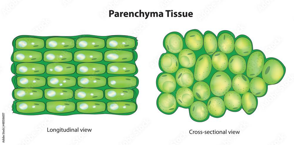 Botanical structure of Parenchyma Tissue Stock Vector | Adobe Stock
