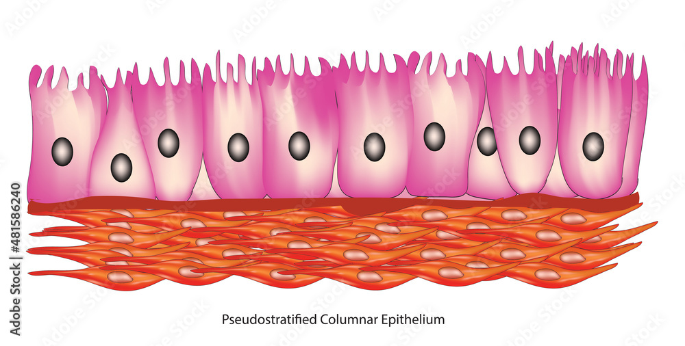 Pseudostratified columnar tissue structure Stock Vector | Adobe Stock