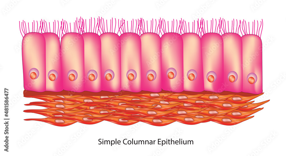 Simple Columnar Epithelium Tissue Structure Stock Vector Adobe Stock