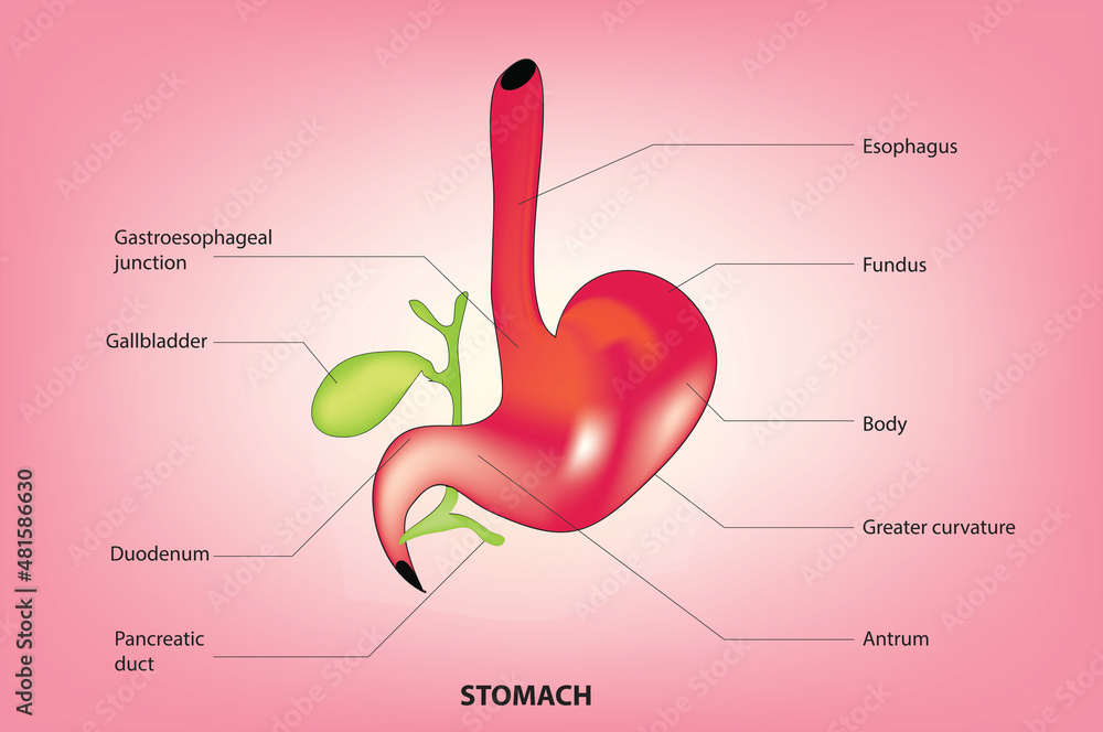 Labeled stomach anatomy Stock Vector | Adobe Stock