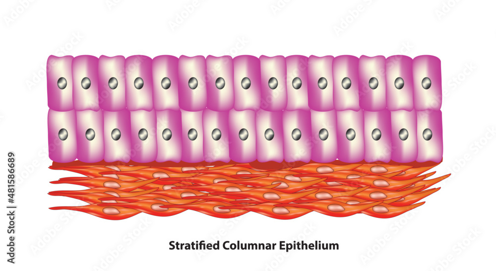 Stratified Columnar Epithelium, epithelial tissue rare type of tissue ...