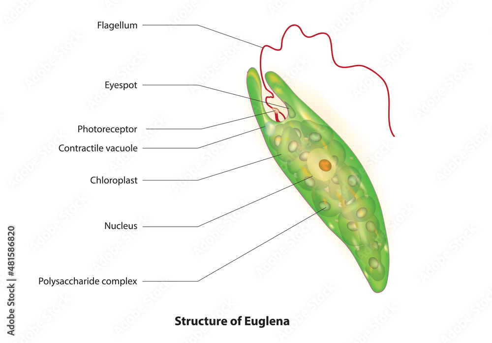 Poster Structure of Euglena (anatomy of Euglenas) – Wall Art | UkPosters