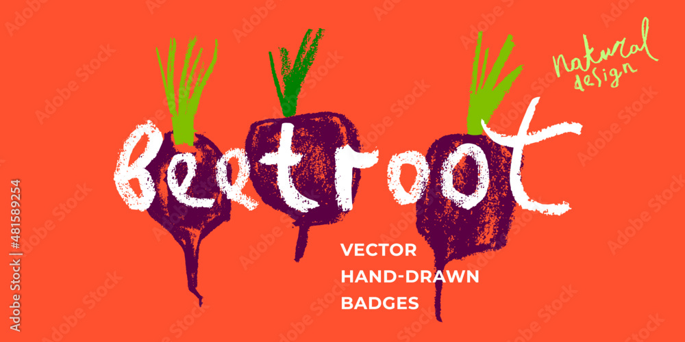 Vector beetroot drawing in trendy pencil hand-drawn style. Sugar beet ...