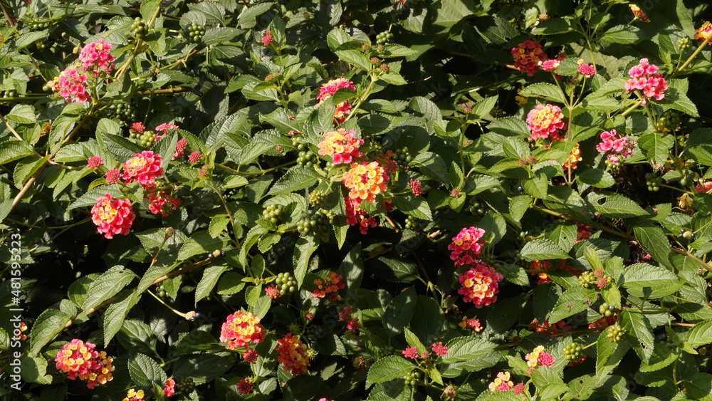 Lantana camara | Common lantana. Bushy shrub with a myriad small ...