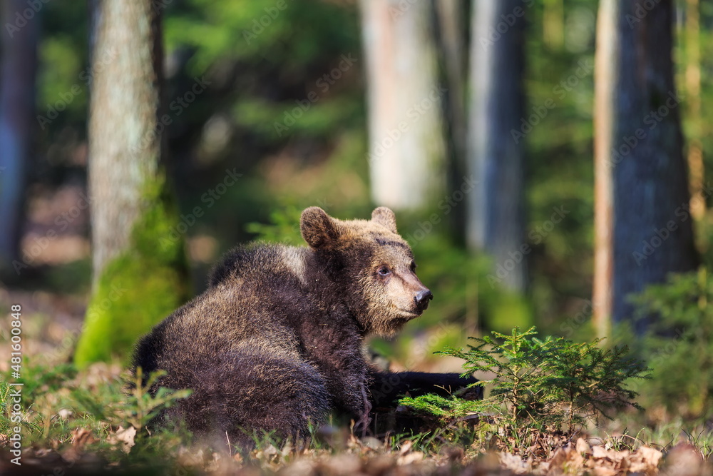 male brown bear (Ursus arctos) a cub peeing on the ground in the forest ...