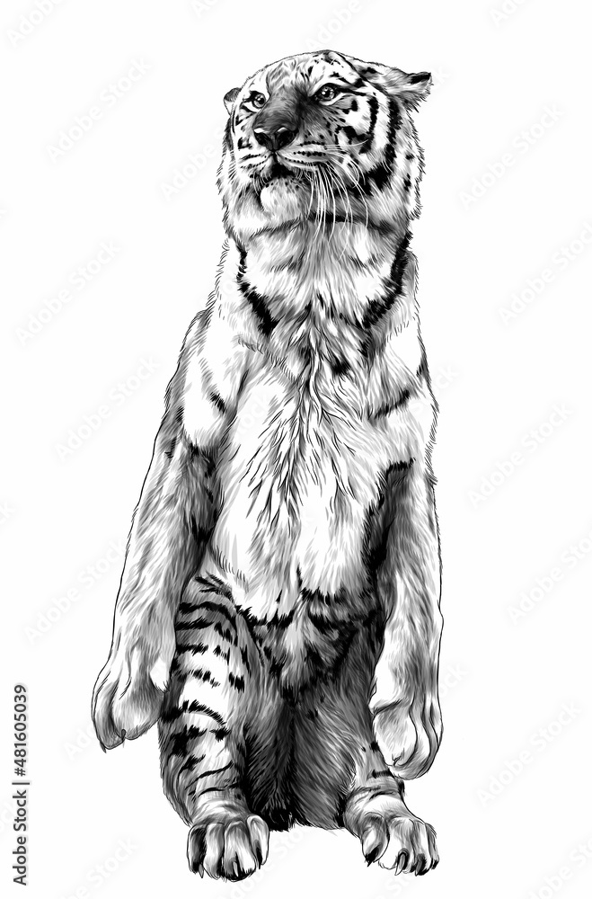 tiger stands tall on its hind legs, sketch vector graphic monochrome ...