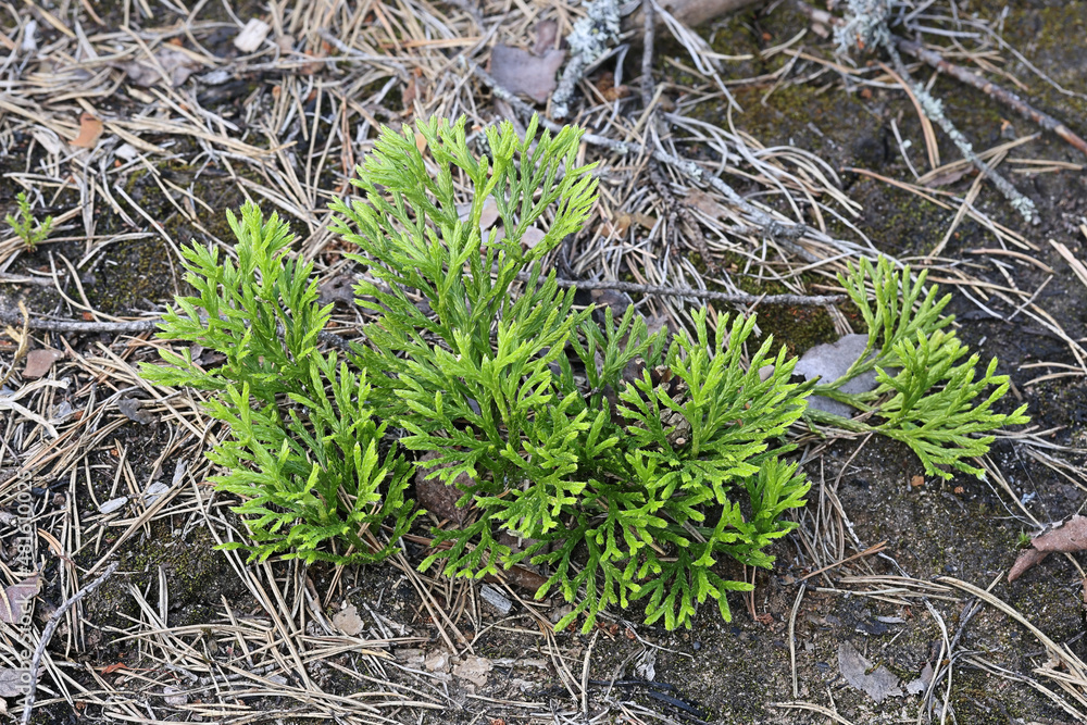 Groundcedar, also known as creeping jenny or northern running-pine ...