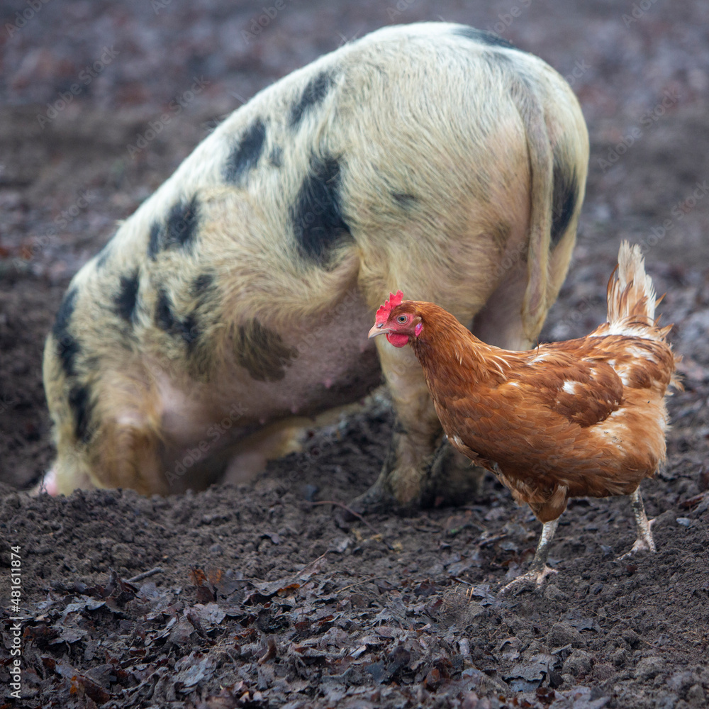 pig roots in mud and chickens roam freely on organic farm in holland ...