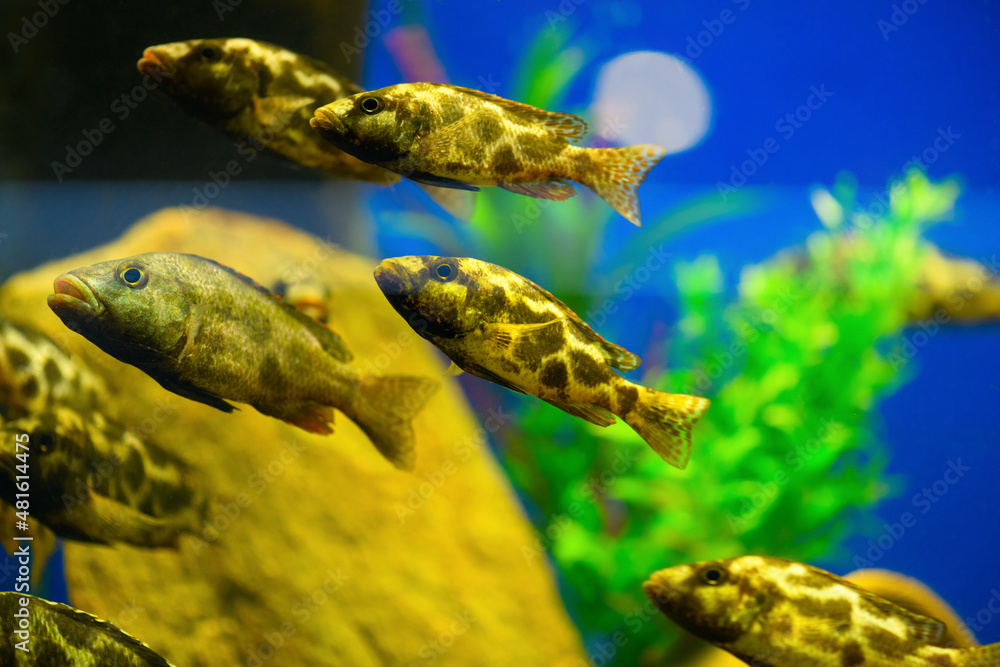 Golden leopard fish in an aquarium on blue background (Haplochromis ...