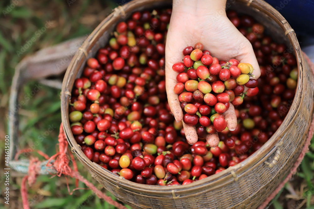 Harvesting coffee beans ,hand picking in farm. harvesting Robusta and ...