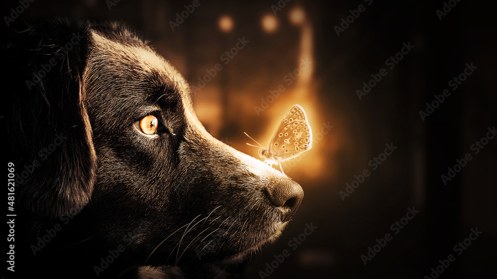 dog watching a butterfly in a atmospheric scene Stock Photo | Adobe Stock