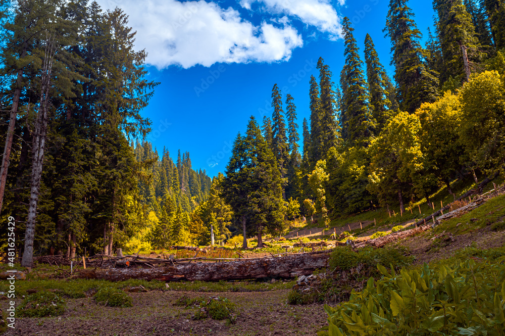 Autumn forest in the mountains. Landscape with green grass, meadows ...
