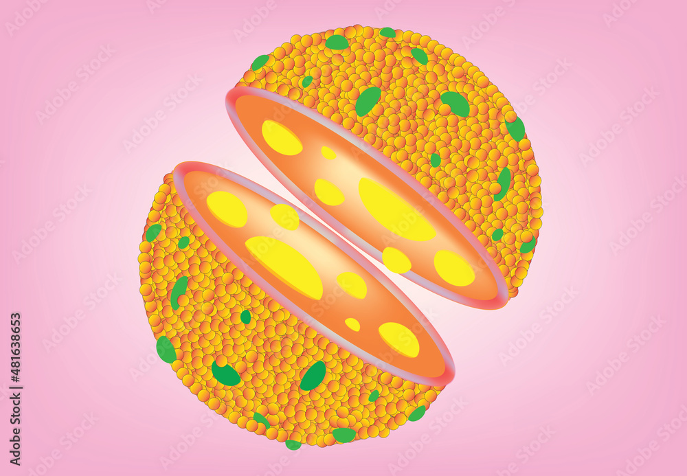 peroxisome (Typical anatomy of peroxisome) Stock Vector | Adobe Stock