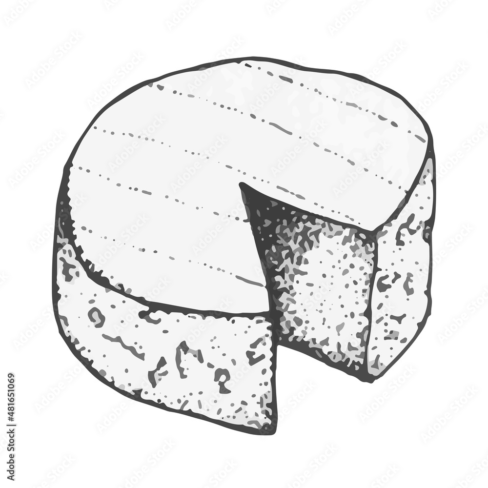Vector clipart cheese. Hand-drawn stylized camembert cheese, brie ...