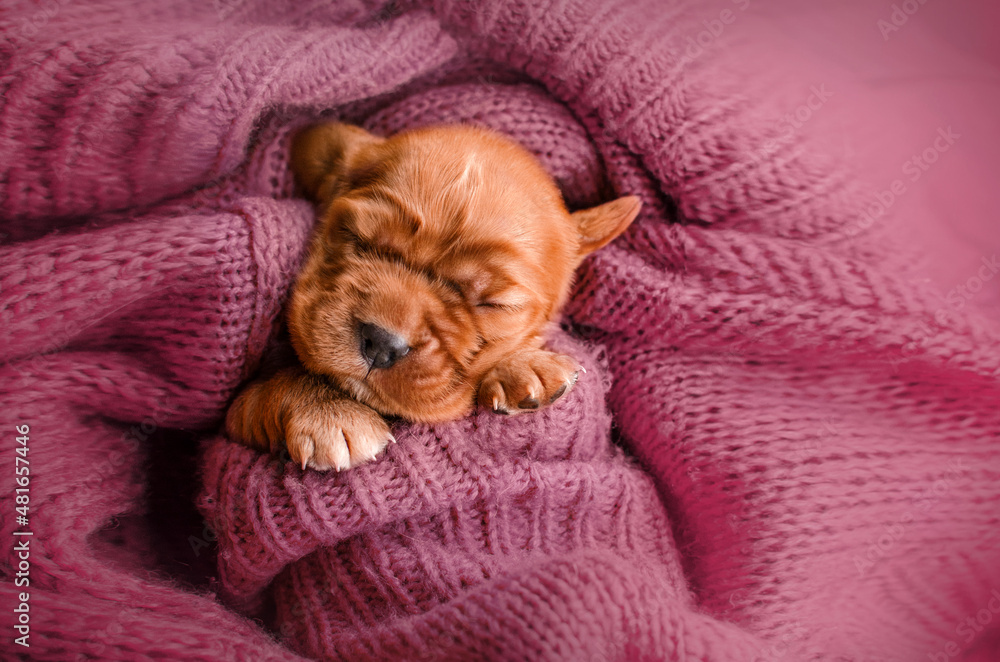 english cocker spaniel newborn puppy photo shoot cute pet portrait ...