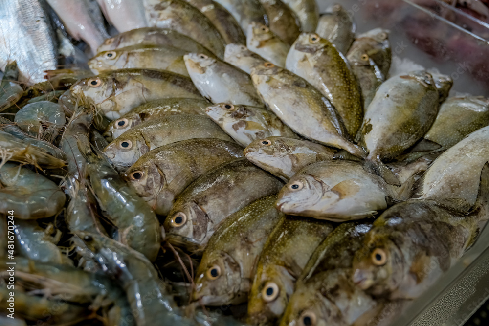 Freshly caught spinefoot fish also known as danggit in the Philippines ...