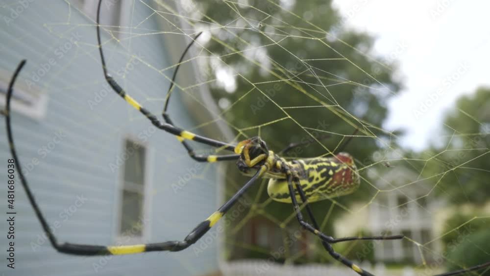 Large Jaro Spider Turns and Begins To Climbs Out Of Frame over web ...