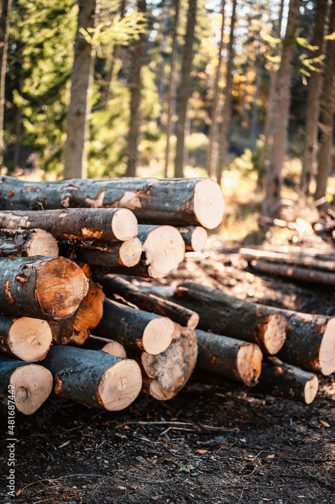 Log spruce trunks pile. Sawn trees from the forest. Logging timber wood ...