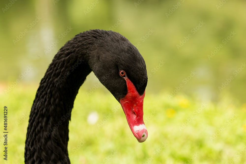 Cisne-negro ou cisne preto nome científico Cygnus atratus. Ave aquática ...