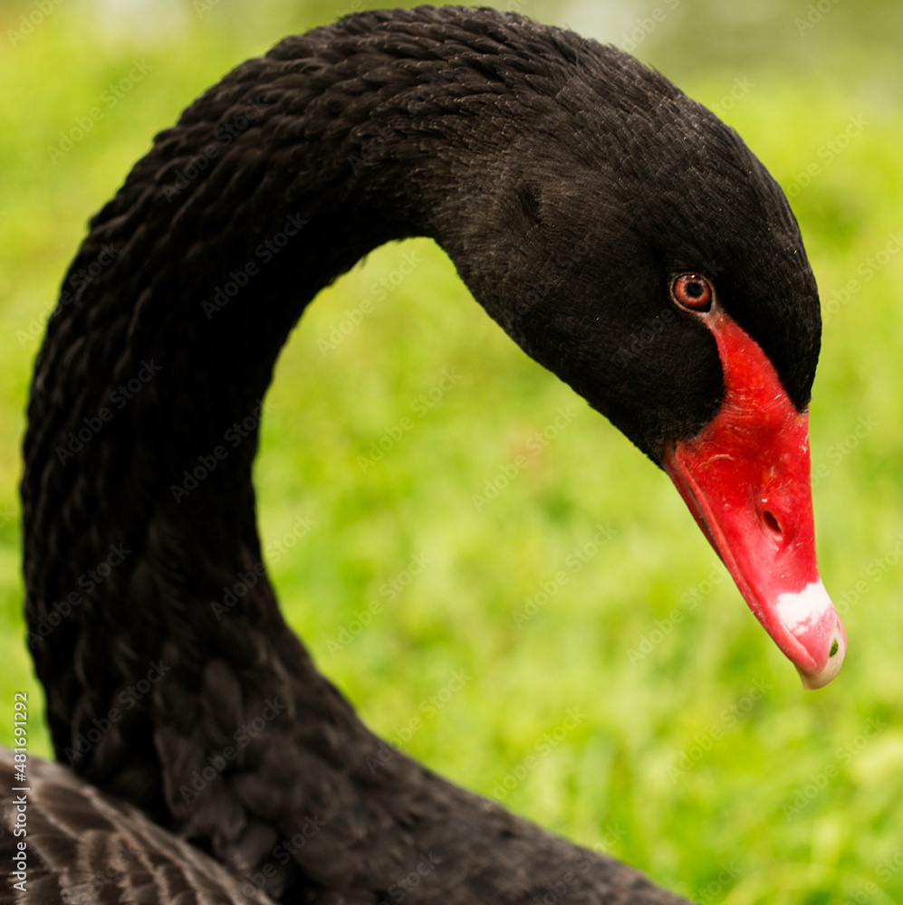 Foto de Cisne-negro ou cisne preto nome científico Cygnus atratus. Ave ...