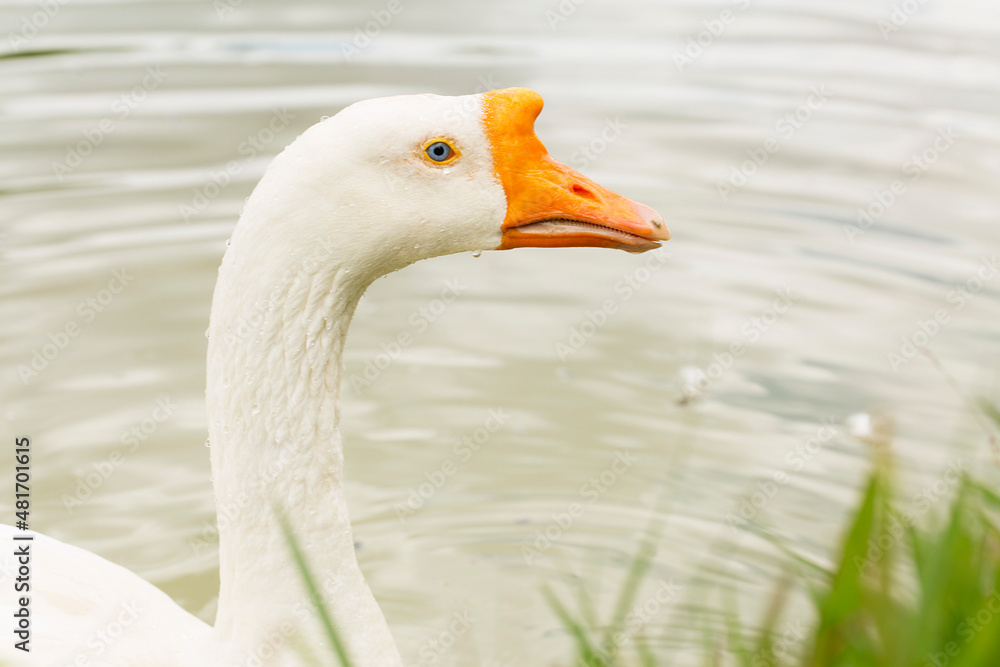 Ganso chinês ou Anser cynoide também conhecido como ganso sinaleiro ...