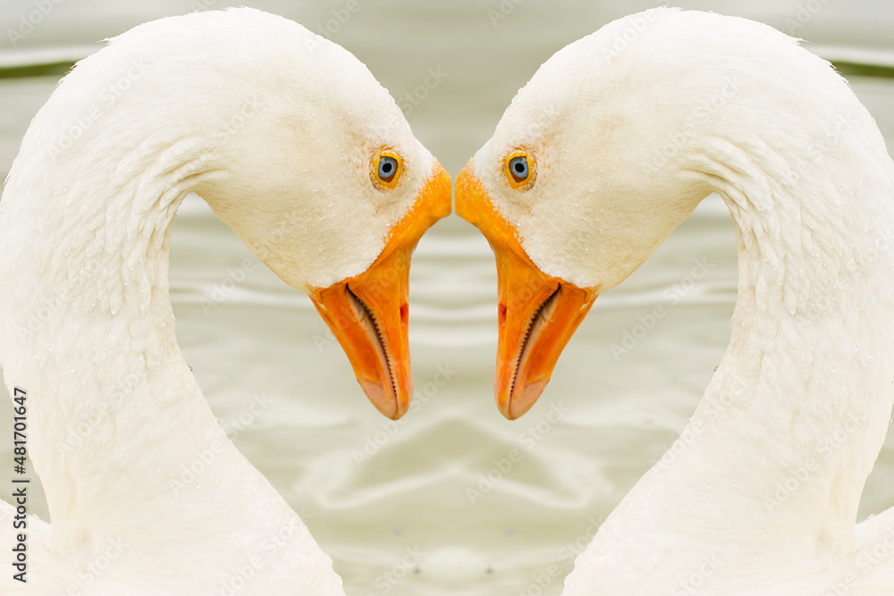 Ganso chinês ou Anser cynoide também conhecido como ganso sinaleiro ...