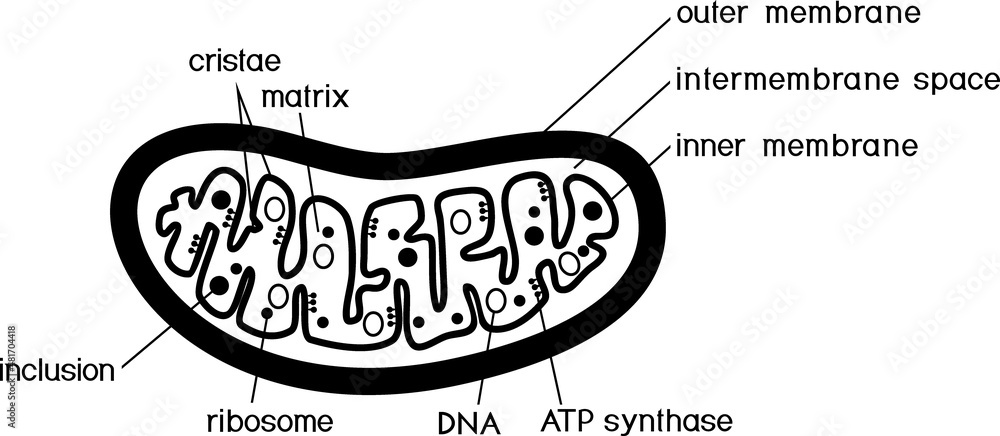Coloring page with structure of mitochondrion isolated on white ...
