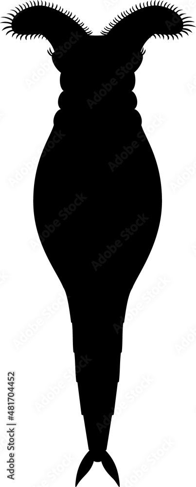 Black silhouette of bdelloid rotifer isolated on white background Stock ...