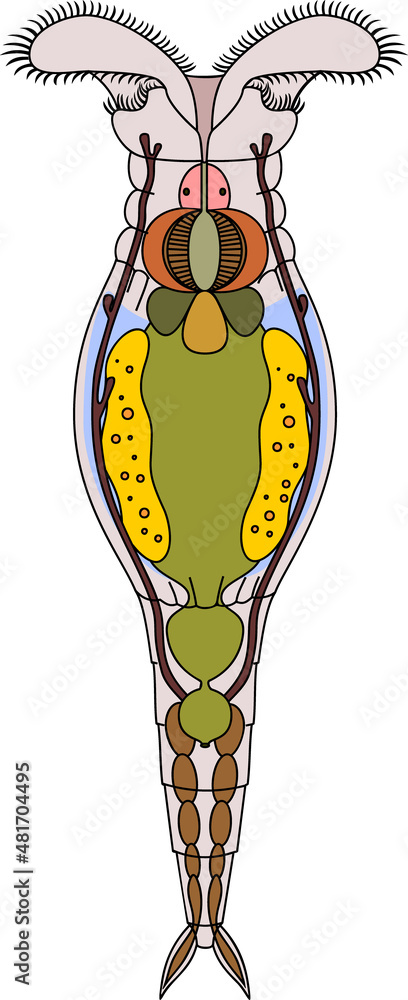 Scheme of bdelloid rotifer anatomy isolated on white background Stock ...