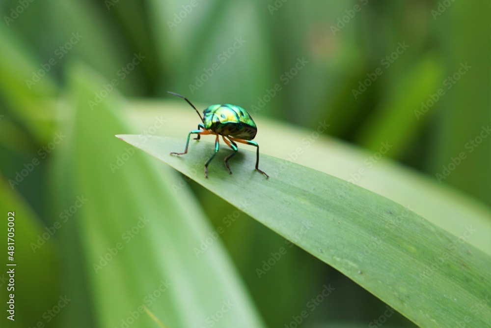 Scutelleridae is a jewel bug belongs to the family of true bugs. Also ...