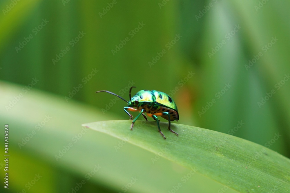 Scutelleridae is a jewel bug belongs to the family of true bugs. Also ...