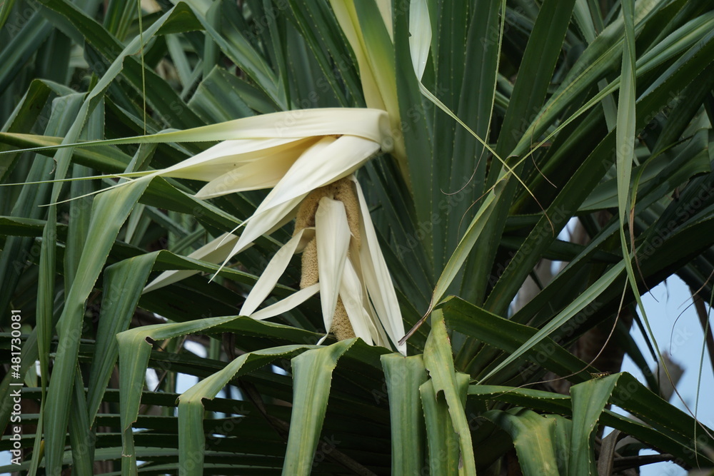 Fragrant Screwpine flower (Pandanus fascicularis, Pandanus odorifer ...