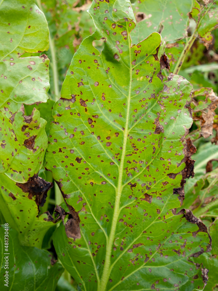 Cercospora leaf spot of beet (Cercospora beticola) in the US Stock ...