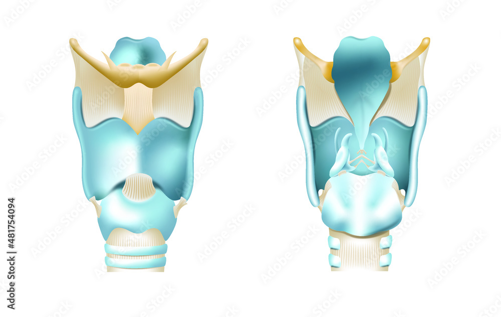 Larynx Stock Vector | Adobe Stock