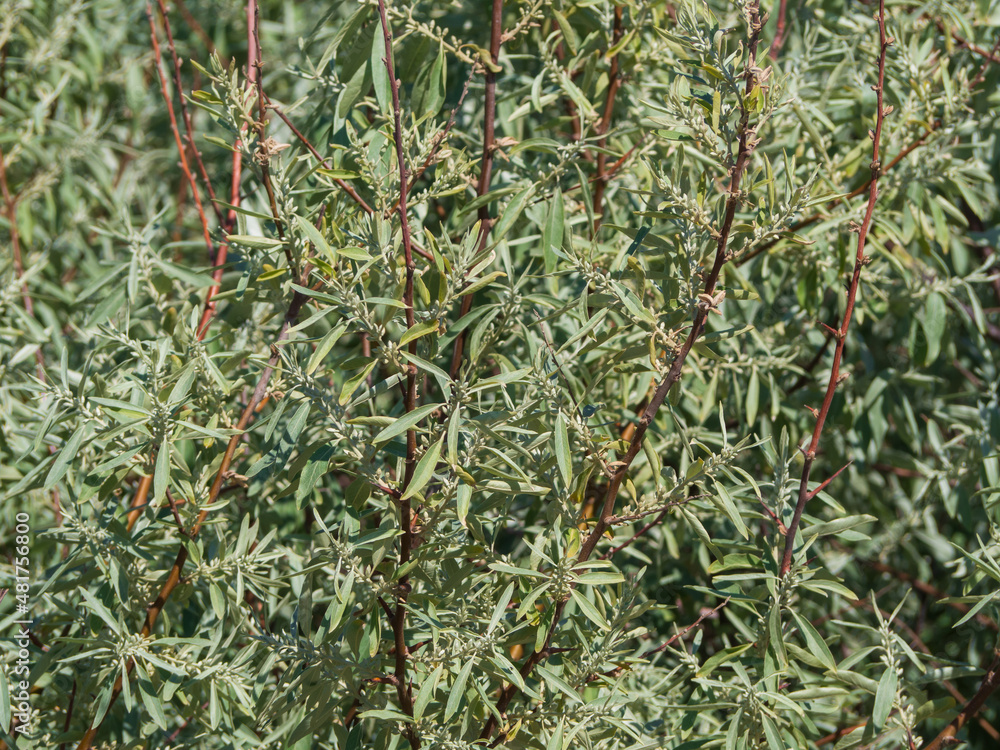 Elaeagnus is commutative. Silverberry, silver berry or wolf willow ...
