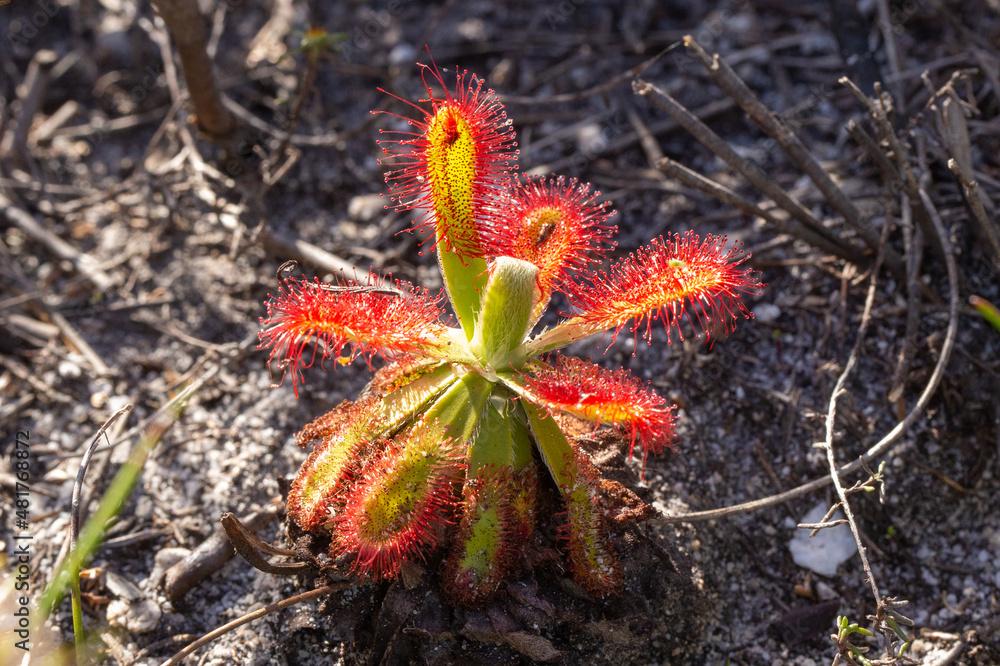Macro of a single green plant of Drosera esterhuyseniae with upright ...