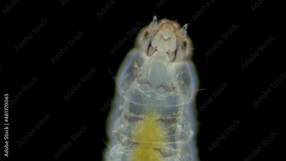 Vidéo Stock Larva of water moths under a microscope, order Lepidoptera ...