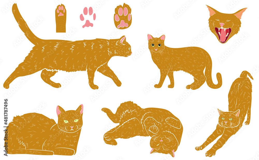 Set of cute realistic kittens or cats standing, walking sitting or ...