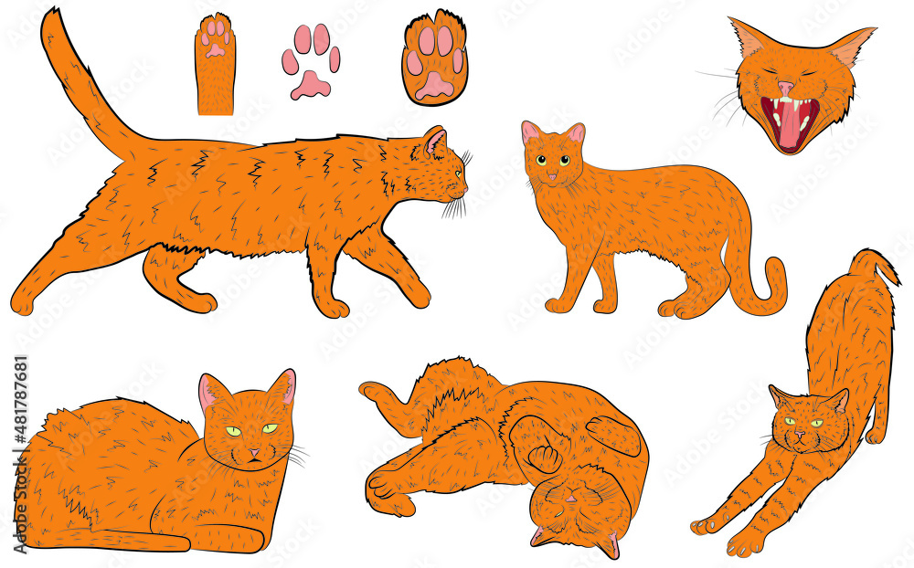 Set of cute realistic kittens or cats standing, walking sitting or ...