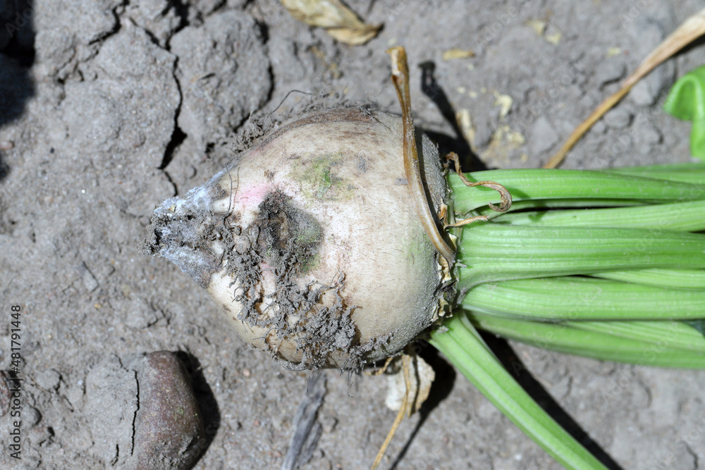 Root rot of beet - beet disease caused by fungus Aphanomyces euteiches ...