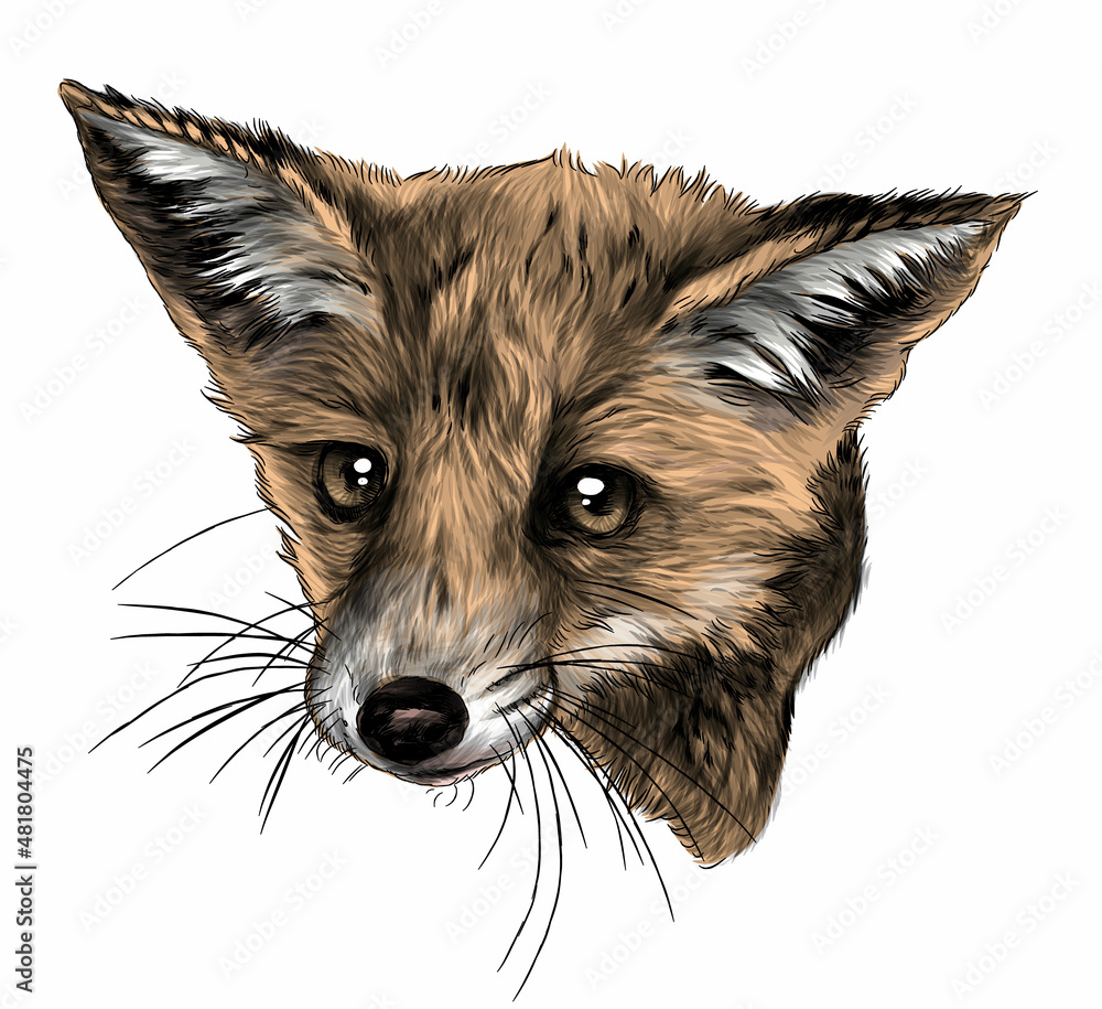 Fox head looks straight full face, sketch vector graphics color ...