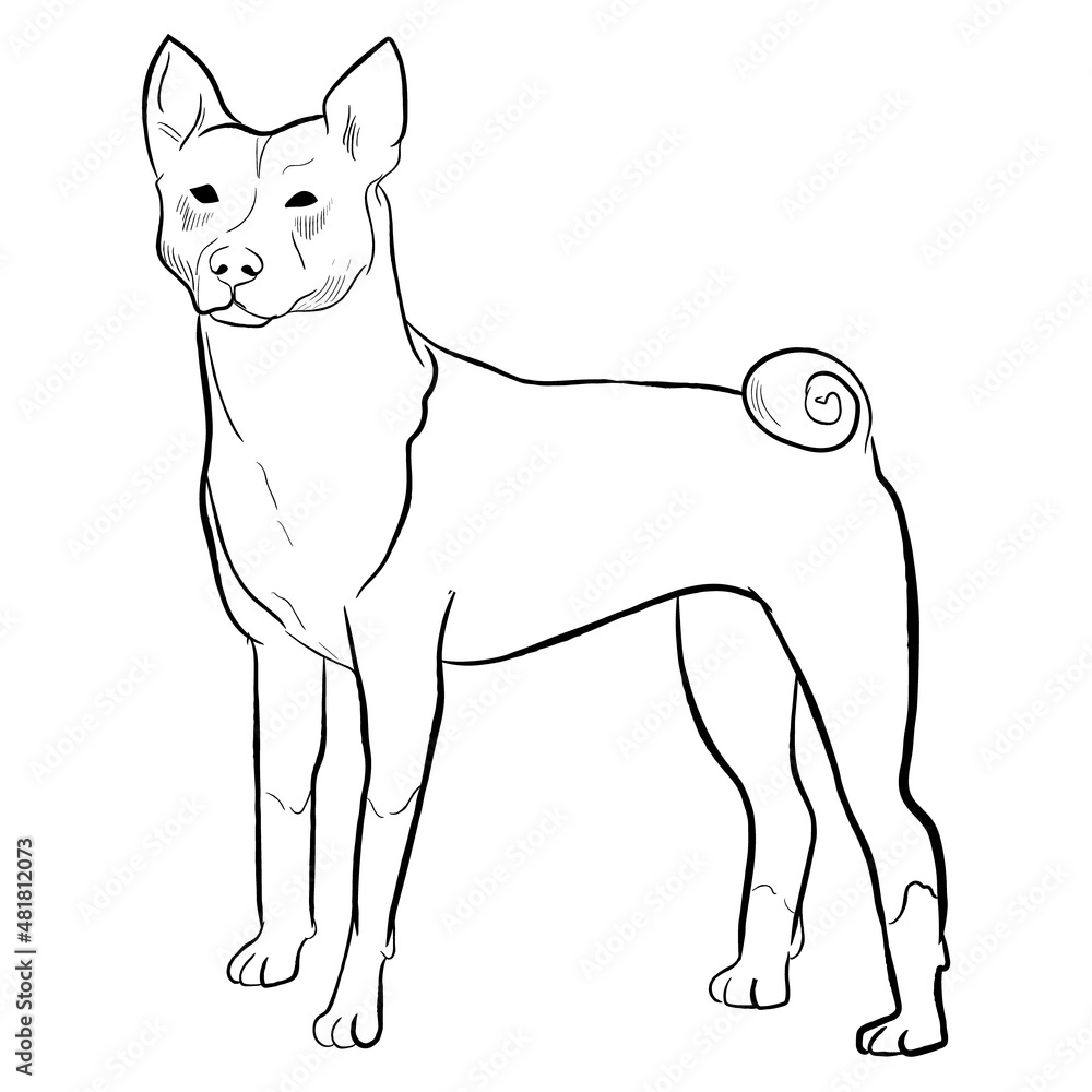 Basenji dog isolated on white background. Hand drawn dog breed vector ...