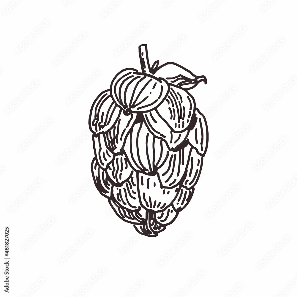 Drawing of hop flowers isolated on white, beer hop hand drawn ...